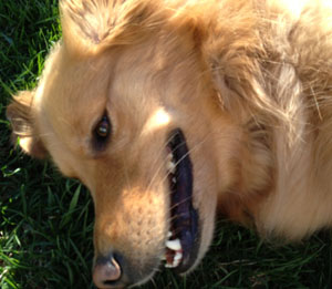 Lean Back | Cast Light