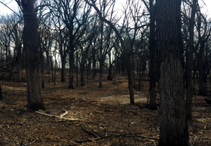 Clearing Brush | Cast Light