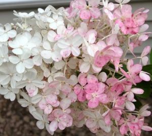 And Then Comes Pink | Cast Light