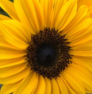 Joy Economy | Cast Light