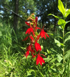 Divinity | Cast Light