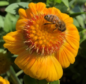 Pure Nectar | Cast Light