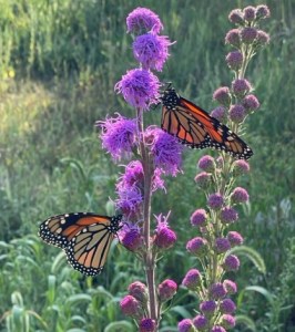 Said the Butterfly | Cast Light