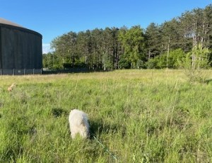 There is a Field | Cast Light