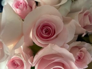 Roses in December | Cast Light