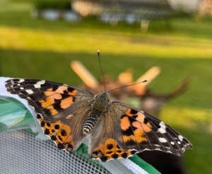 Butterfly Effect, Flap | Cast Light